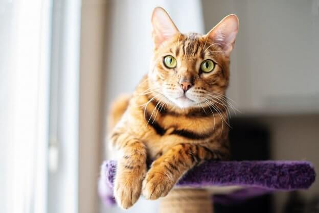 14 Most Independent Cat Breeds - Cats.com