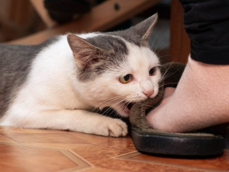 Do Cats Really Have Webbed Feet? - Cats.com
