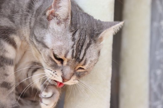 Food Poisoning in Cats: Causes, Signs, and Treatment - Cats.com