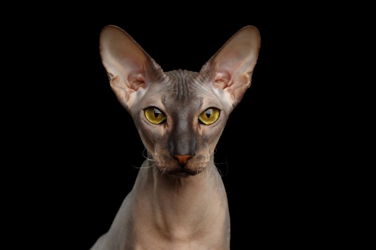 European Cat Breeds - Cats.com