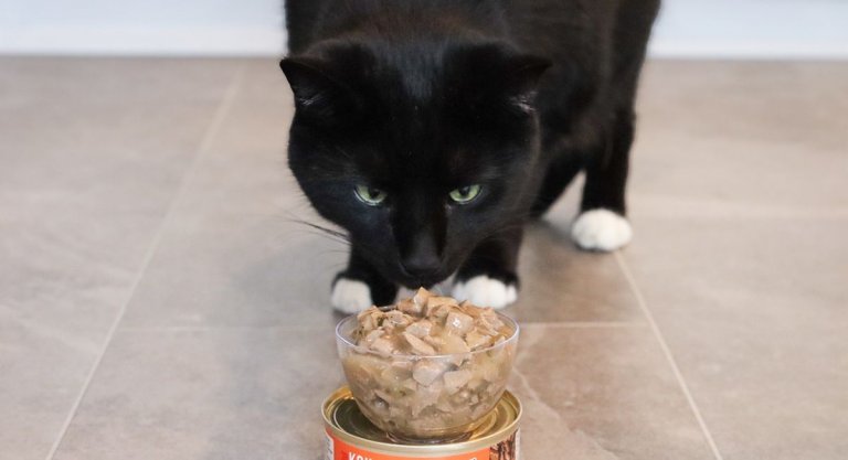 10 Cat-Friendly Foods Rich in Iron - Cats.com