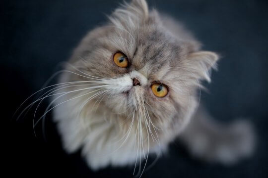 11 Most Expensive Cat Breeds in the World in 2026 - Cats.com