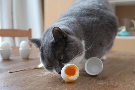 9 Antioxidants In Your Cat’s Diet - Cats.com