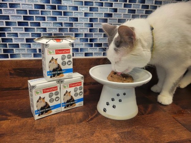 Rayne Nutrition Cat Food Review - Cats.com