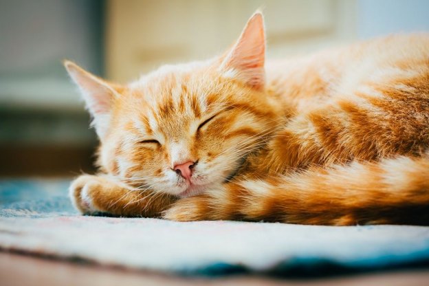 10 Things You Probably Did Not Know About Red Tabby Cats - Cats.com