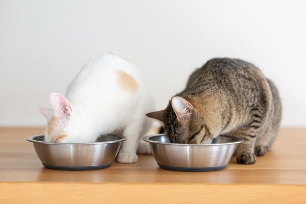 Farmina Vet Life Cat Food Review - Cats.com