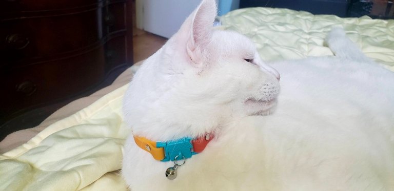 The 9 Best Cat Collars: We Tested Them All - Cats.com