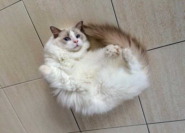 The Complete Guide to Cat Body Language and Communication - Cats.com