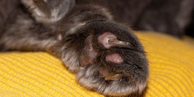 What to Do if Your Cat Has an Ingrown Nail - Cats.com
