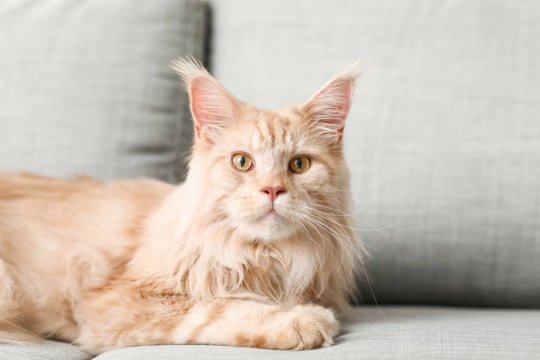 9 Cat Breeds That Prove Blondes Have More Fun - Cats.com