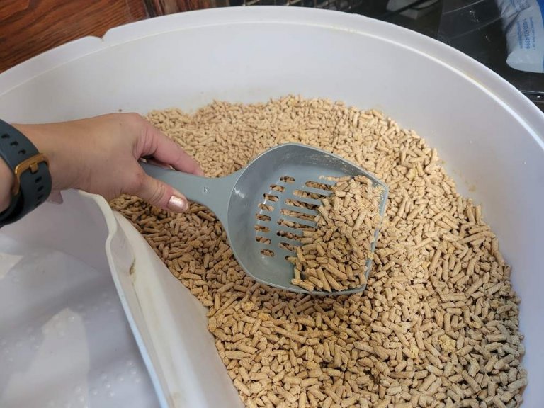 A Complete Guide to the Different Types of Cat Litter - Cats.com
