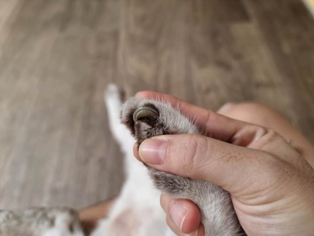 What to Do if Your Cat Has an Ingrown Nail - Cats.com