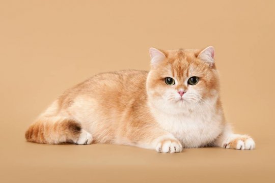 9 Cat Breeds That Prove Blondes Have More Fun - Cats.com