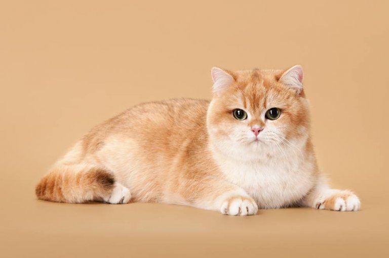 9 Cat Breeds That Prove Blondes Have More Fun - Cats.com