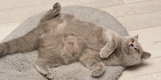 Abdominal Pain in Cats: Causes, Symptoms, & Treatment - Cats.com
