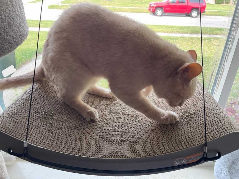 Overstimulated Cat: Signs, Symptoms & How to Help - Cats.com