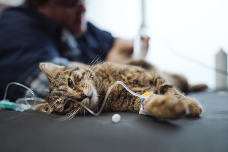 All About Vitamin D for Cats - Cats.com