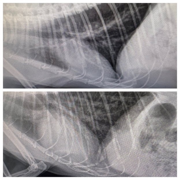 Enlarged Heart in Cats: Causes, Symptoms, & Treatment - Cats.com
