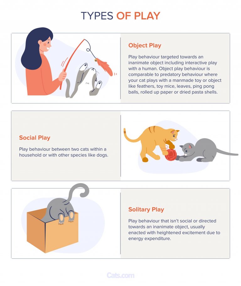 How To Play With a Cat According to a Cat Behaviorist - Cats.com