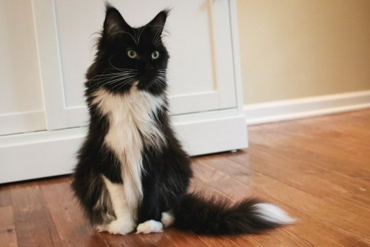 Tuxedo Cats Personality, Lifespan And Facts | Cats.com