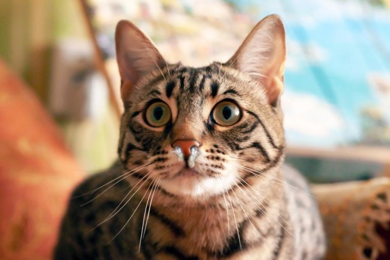 5 Signs Your Cat Might Have the Bird Flu Virus - Cats.com