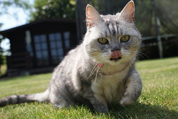 10 Unbelievable Guinness World Records Made by Cats - Cats.com