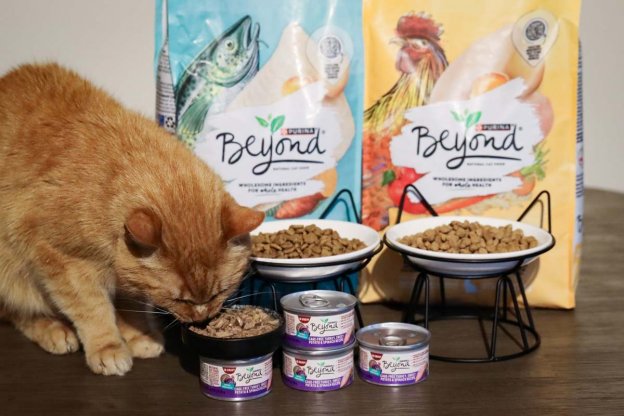 Unbiased Purina Beyond Cat Food Review - Cats.com