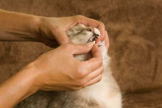 Vitamin K for Cats: Overview, Dosage & Side Effects - Cats.com