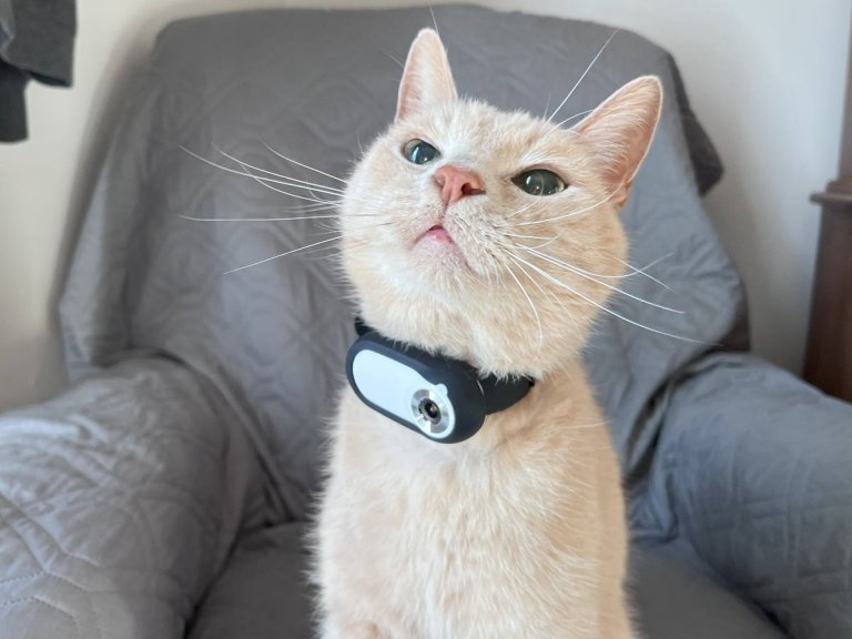 Are Cat Collar Cameras Worth It? We Tested Them to Find Out - Cats.com
