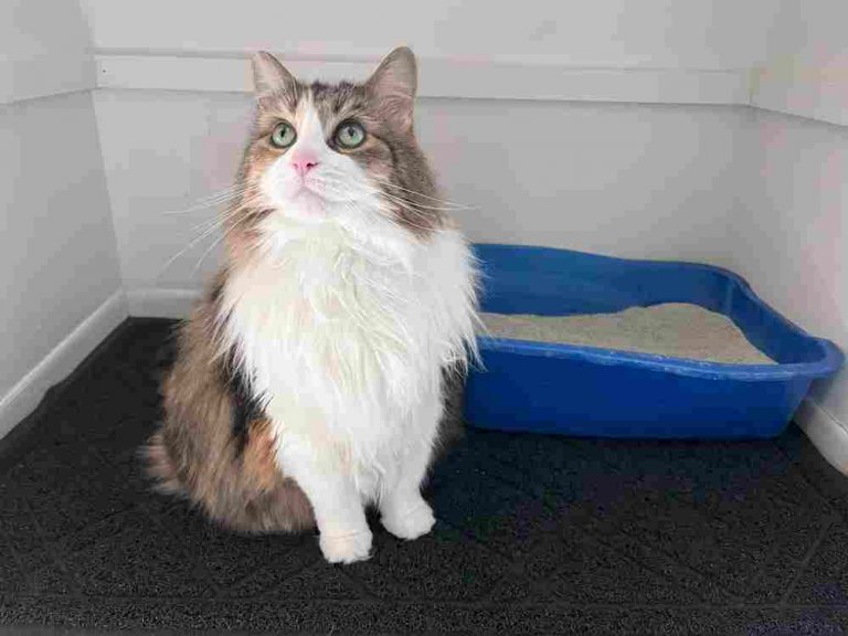 Why Doesn't My Cat Cover Her Poop? Top 6 Causes Explained - Cats.com