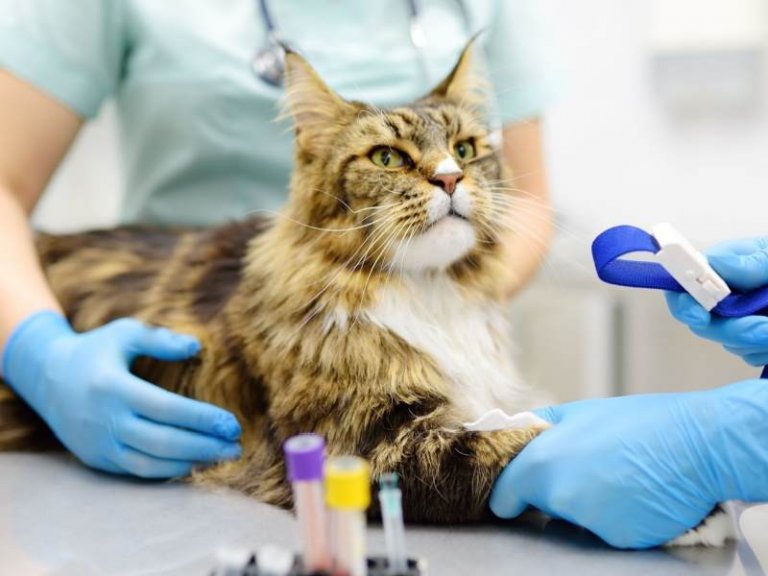 Cat Health Information & Advice - Cats.com