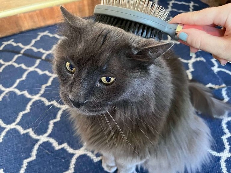 12 Best Cat Brushes & Deshedding Tools - Cats.com