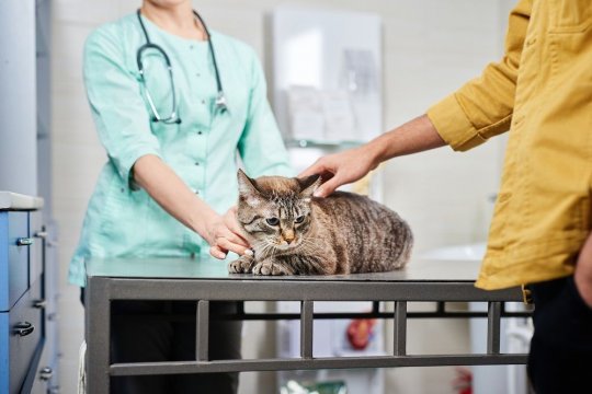 Cat Chemotherapy Cost, Side Effects, and Recovery - Cats.com