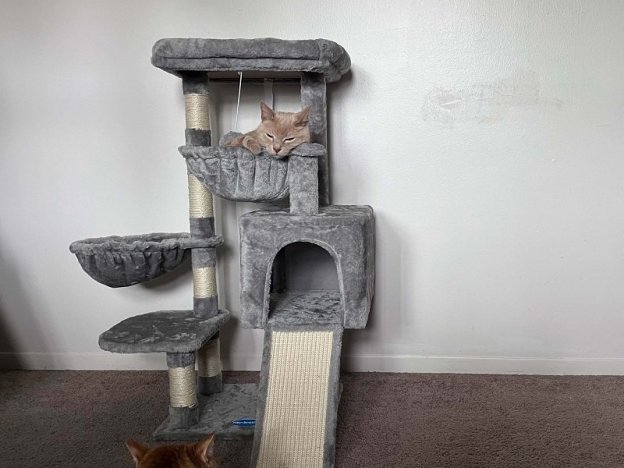 The 11 Best Cat Trees: We Tested Them All: Unbiased Review - Cats.com
