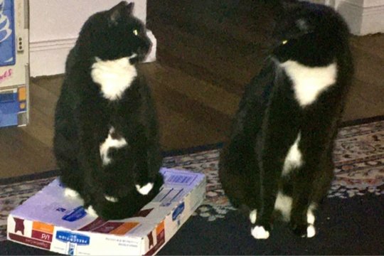 6 Reasons for Unprovoked Aggression in Cats & How To Help - Cats.com