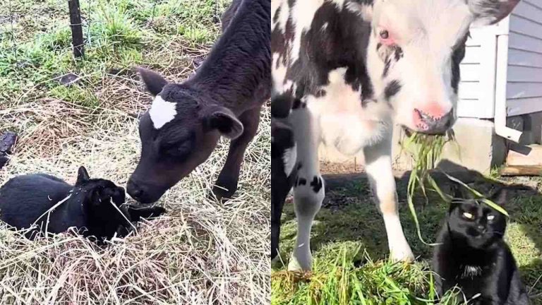 This Cat Was Raised Around Cows… Now He Thinks He’s One of Them - Cats.com