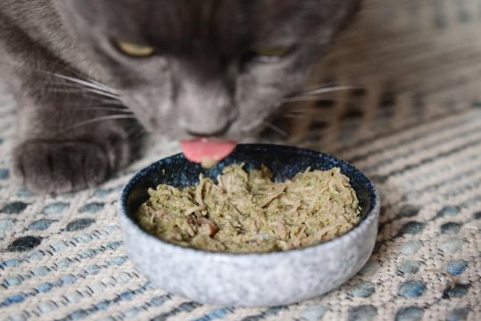 Are Vegetables in Commercial Cat Food Good or Bad? - Cats.com