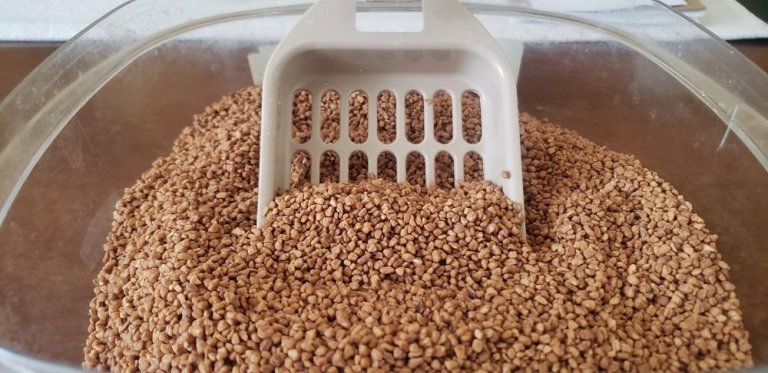 Paco & Pepper Cat Litter Review - Cats.com