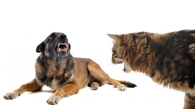 6 Reasons for Unprovoked Aggression in Cats & How To Help - Cats.com
