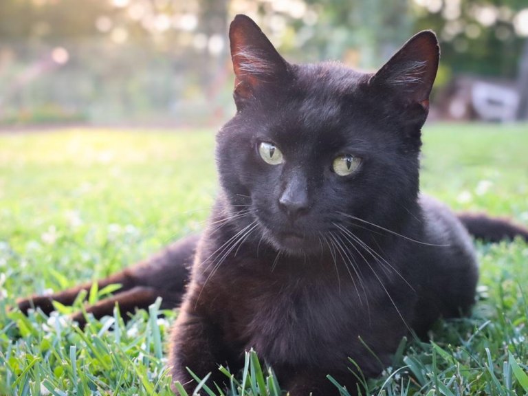 Brazilian Shorthair Cat Breed: Size, Appearance & Personality