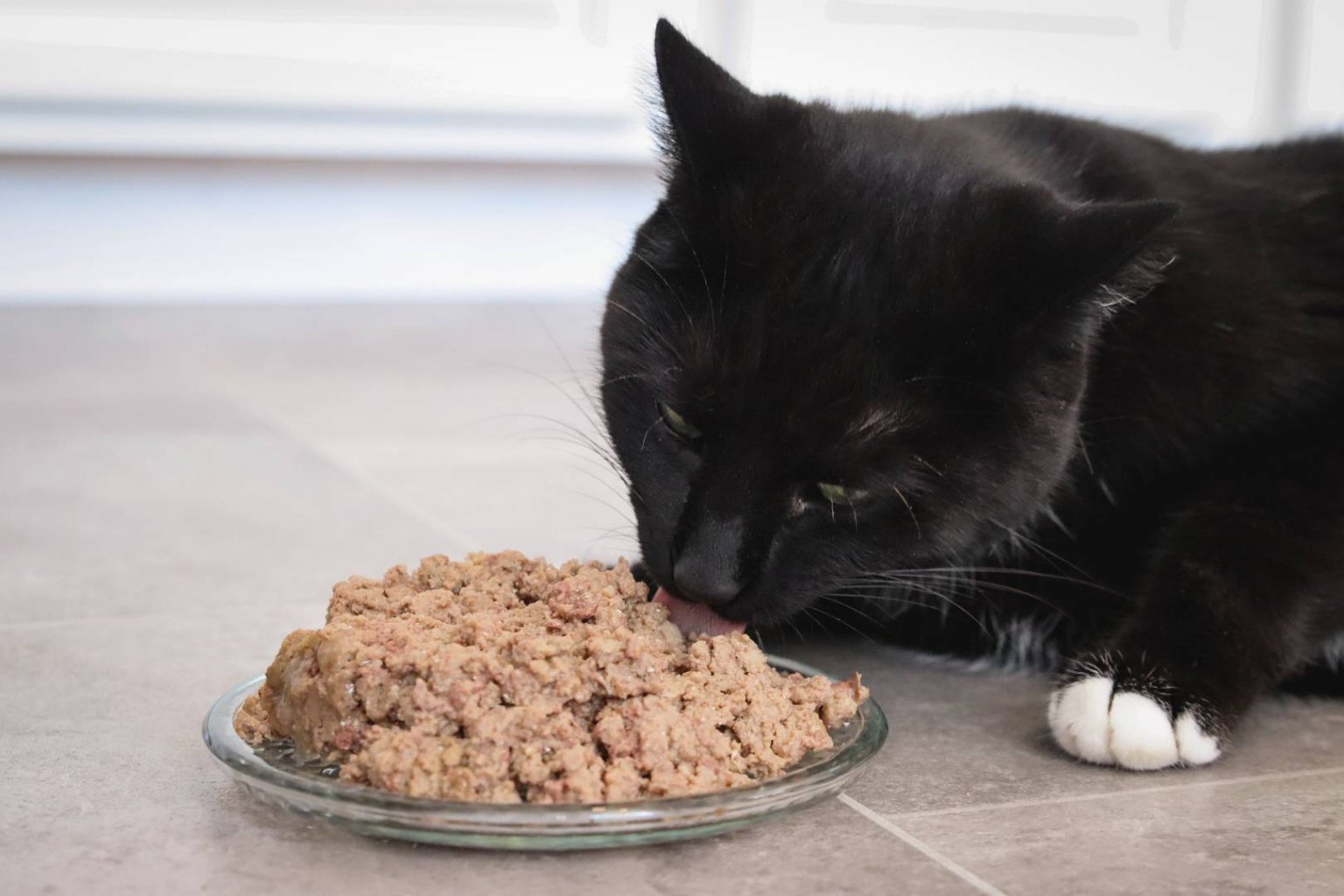 Is a Novel Protein Diet Right for Your Cat? - Cats.com