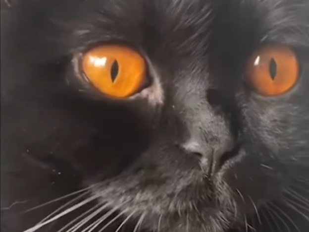 Clementine the Cat Has Stunning Orange Eyes - Cats.com