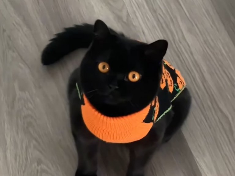 Clementine the Cat Has Stunning Orange Eyes - Cats.com