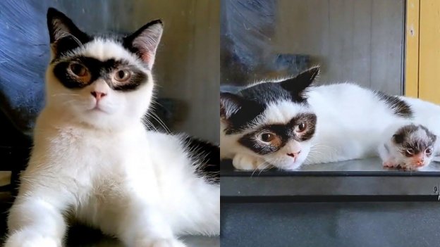 This Cat Looks So Unique, We Couldn't Wait to See His Kittens! - Cats.com
