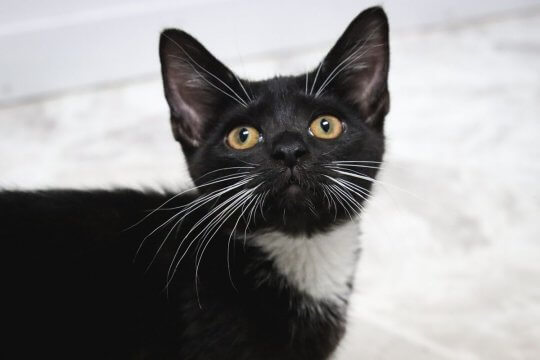 11 Stunning Black Cat Breeds That Deserve a Place in Your Heart - Cats.com