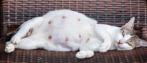 What To Feed a Pregnant Cat - Cats.com