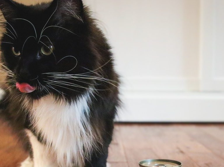 First Aid for Cats, Emergency Care & Treatments - Cats.com
