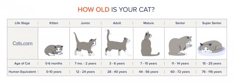 Cat Age Calculator - Cats.com