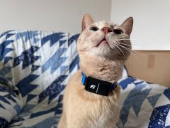 11 Best Cat Trackers: We Tested Them All - Cats.com