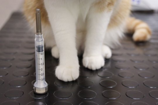 Senvelgo for Cats: Overview, Dosage & Side Effects - Cats.com